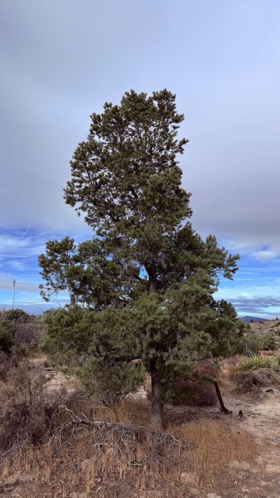 California Singleleaf Pinyon from Anza-Borrego Desert State Park, Anza ...