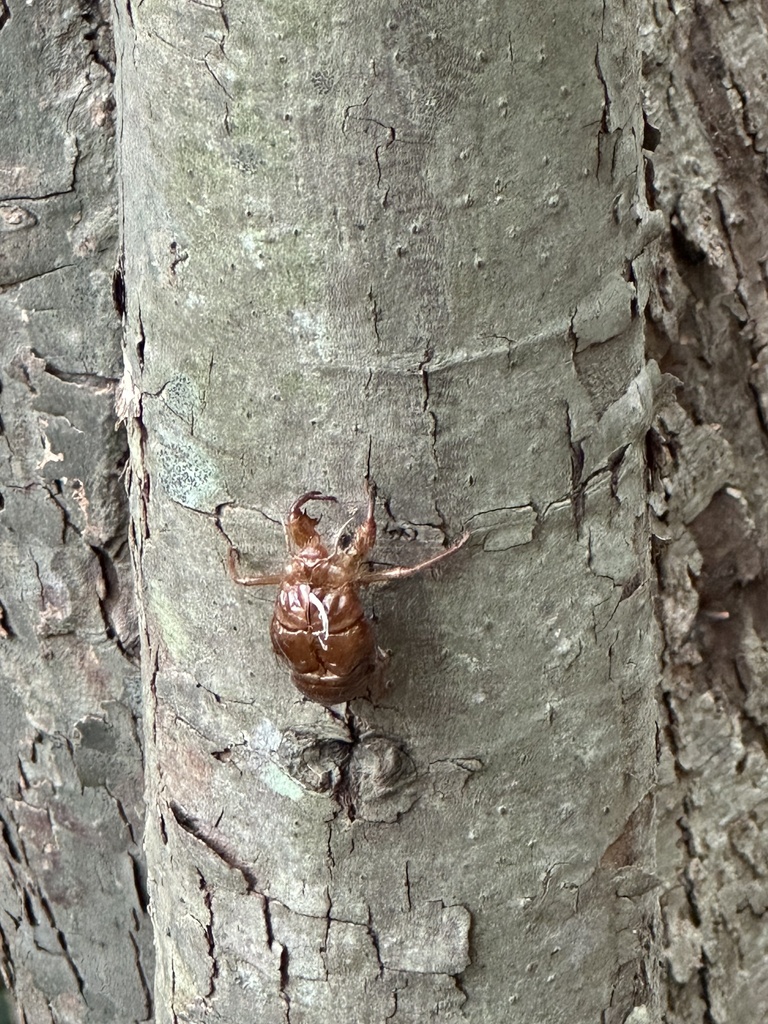 Large Brown Cicada from Kasai Seaside Park, Edogawa, Tokyo, JP on ...