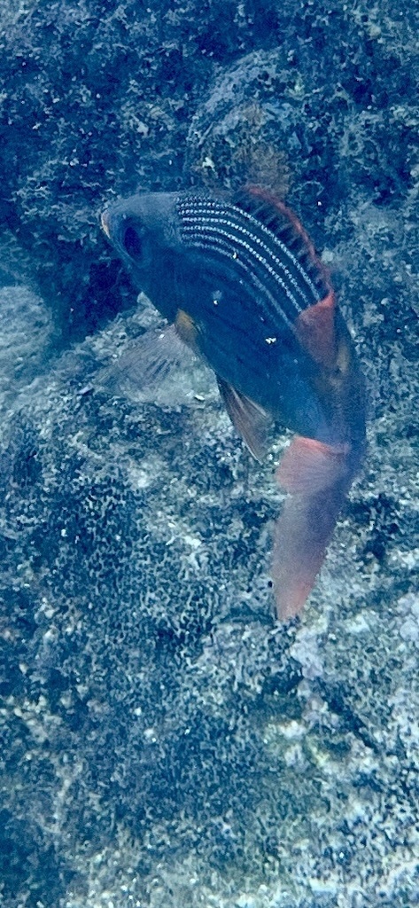 Striped Large-eye Bream from Rarotonga, Cook Islands, CK on November 24 ...