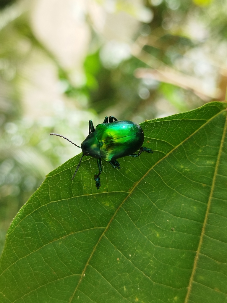 Eumolpus from Foz do Iguaçu, PR, Brasil on November 24, 2024 at 01:58 ...