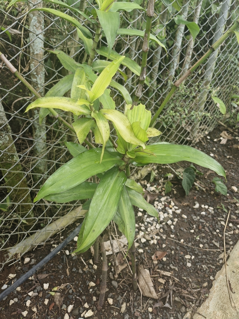 False Bromeliad Plant from 2RGP+GR5, Heredia, Santa Bárbara, Costa Rica ...