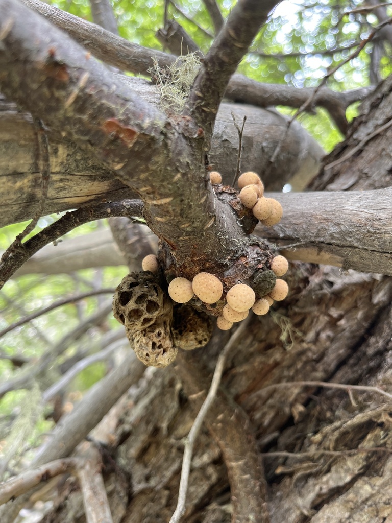 Darwin's fungus from General Carrera, CL-AI, CL on November 8, 2024 at ...