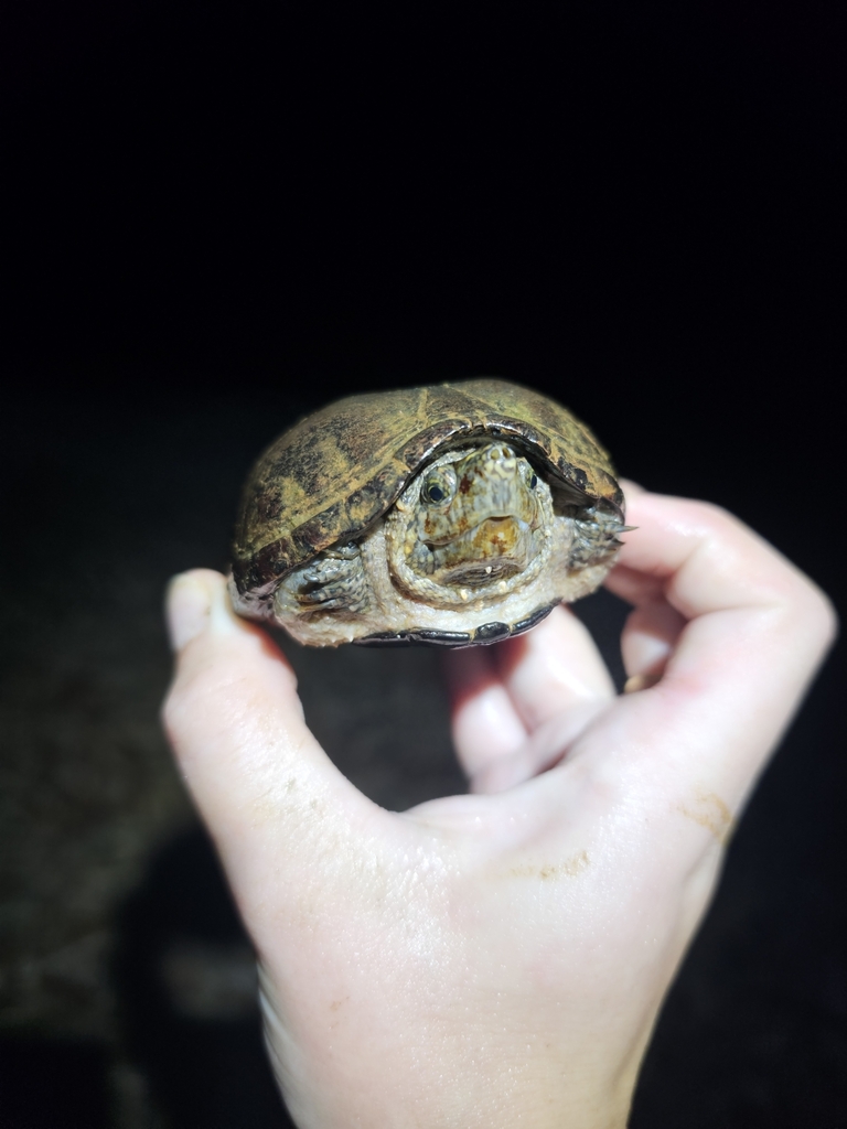 Eastern Musk Turtle in November 2024 by ilikebugs7 · iNaturalist