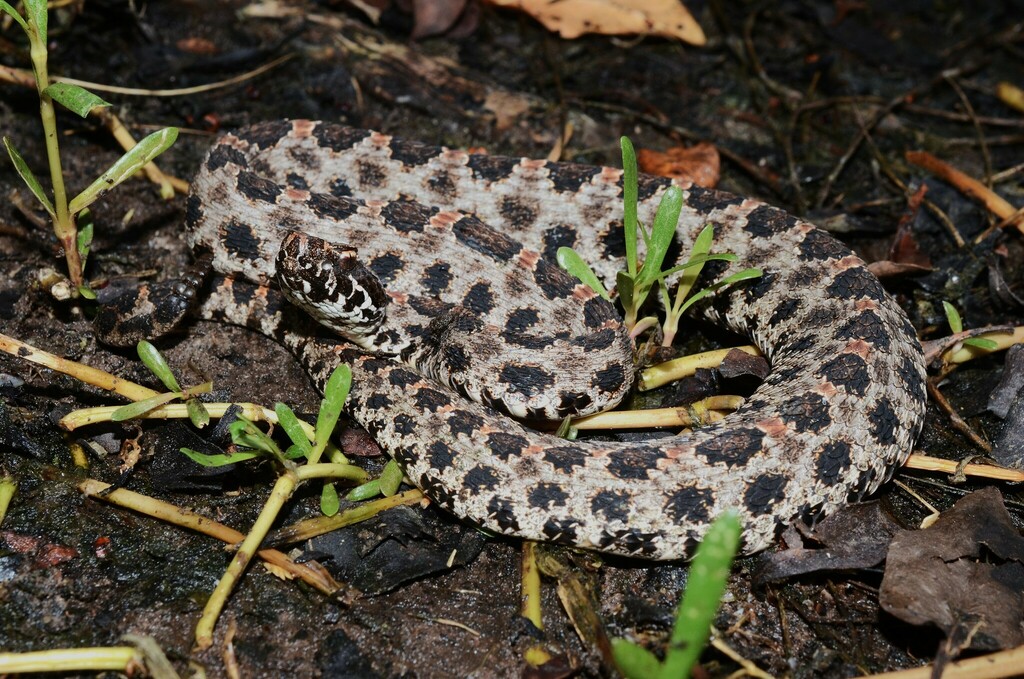 Dusky Pygmy Rattlesnake from Monroe County, FL, USA on November 25 ...