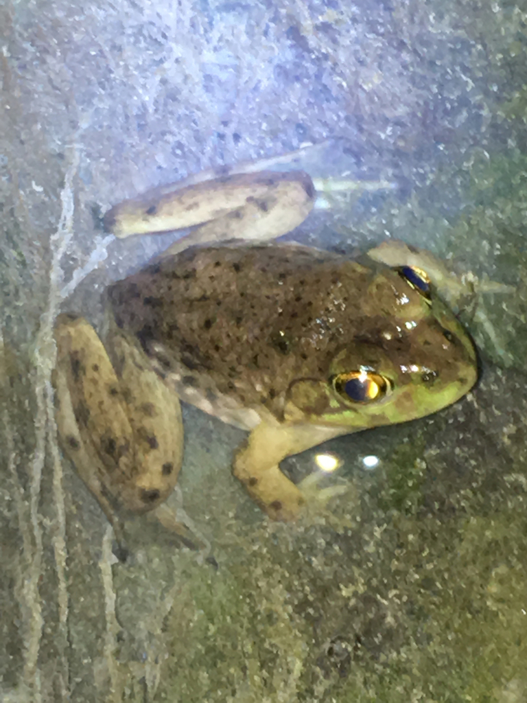 American Bullfrog from Takamori 6-Chōme, Izumi-Ku, Sendai, Miyagi, JP ...