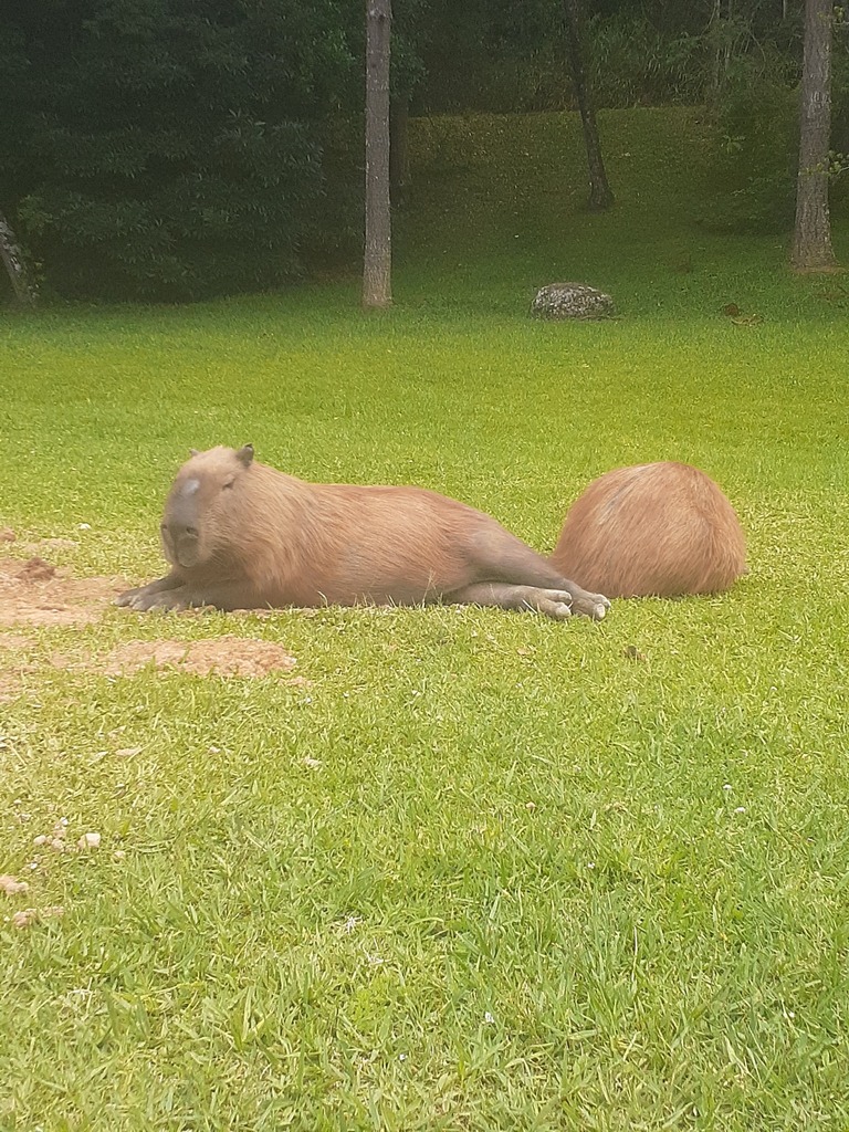 Capybara from São João, Curitiba - State of Paraná, Brazil on November ...