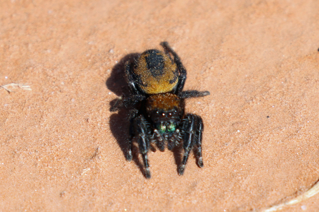 Apache Jumping Spider from Lake Meredith: McBrides Canyon on October 1 ...