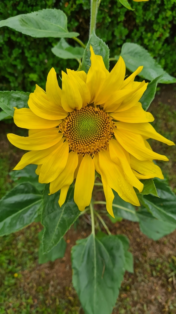 Common Sunflower from Boa Vista, Curitiba - PR, 82540, Brasil on ...