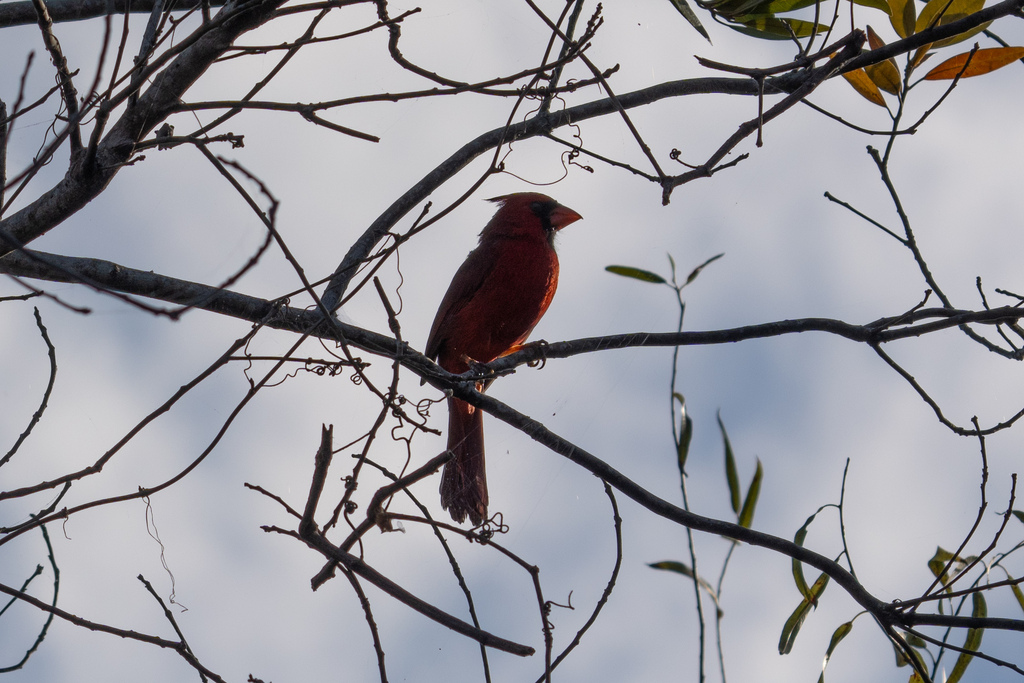Northern Cardinal from Miami-Dade, Everglades National Park, Florida ...