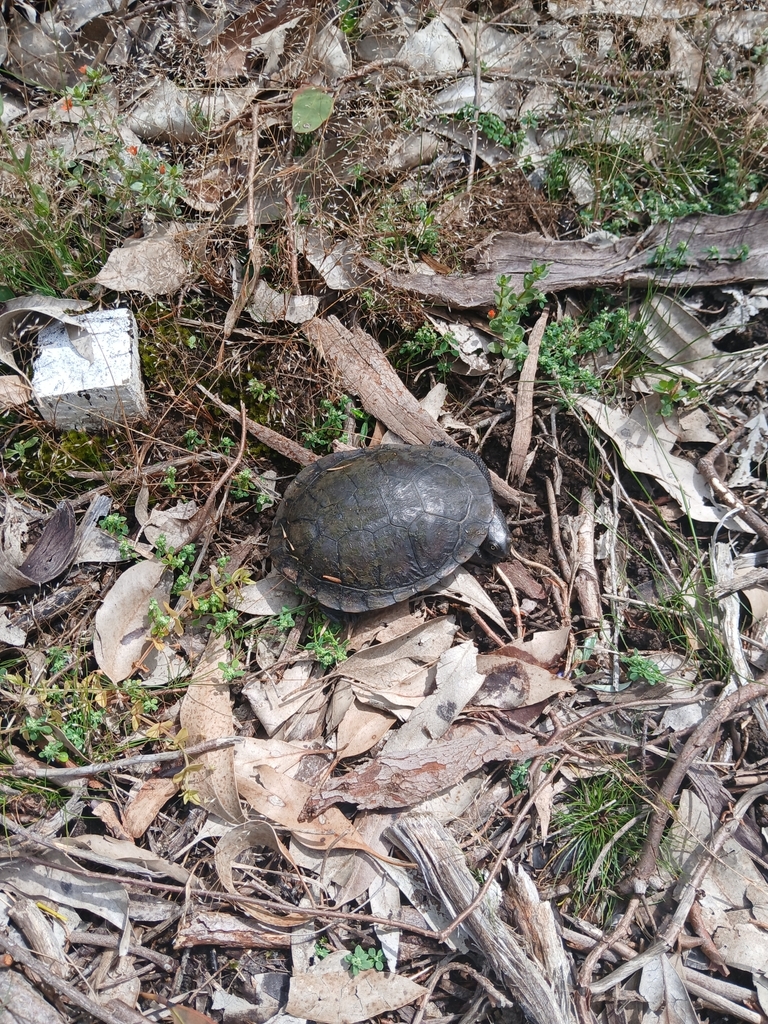 Turtles and Tortoises from Crib Point VIC 3919, Australia on November ...
