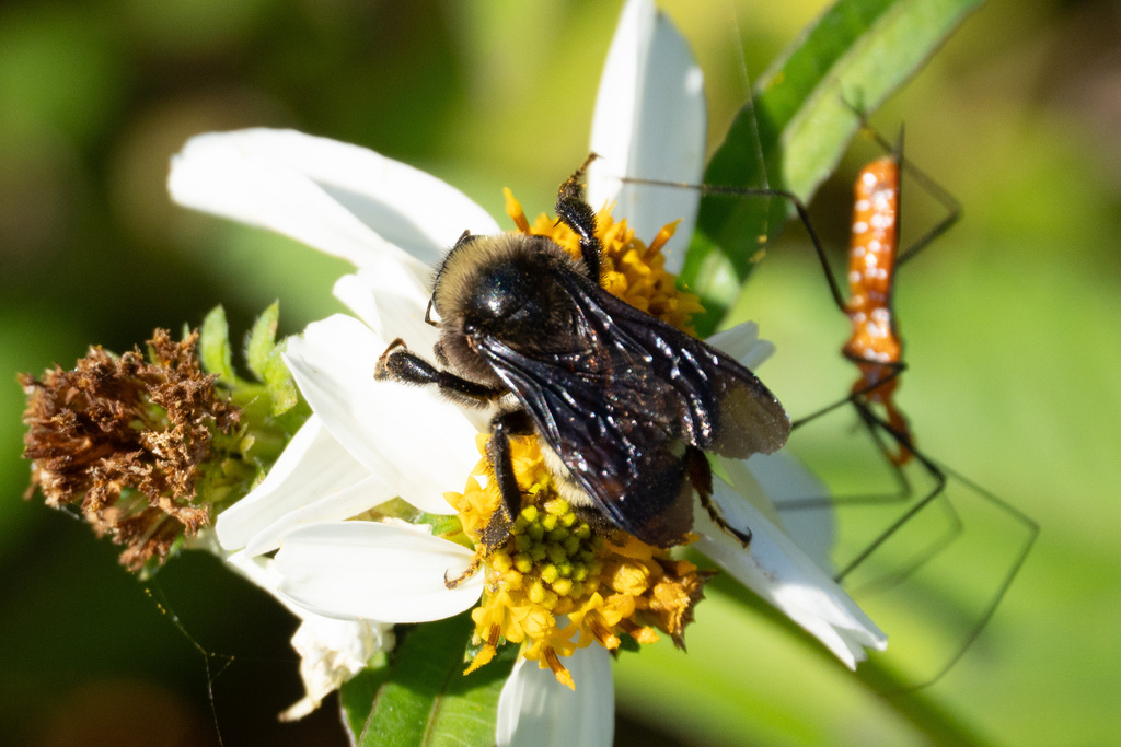 American Bumble Bee in November 2024 by Jackson W.F. Chu · iNaturalist