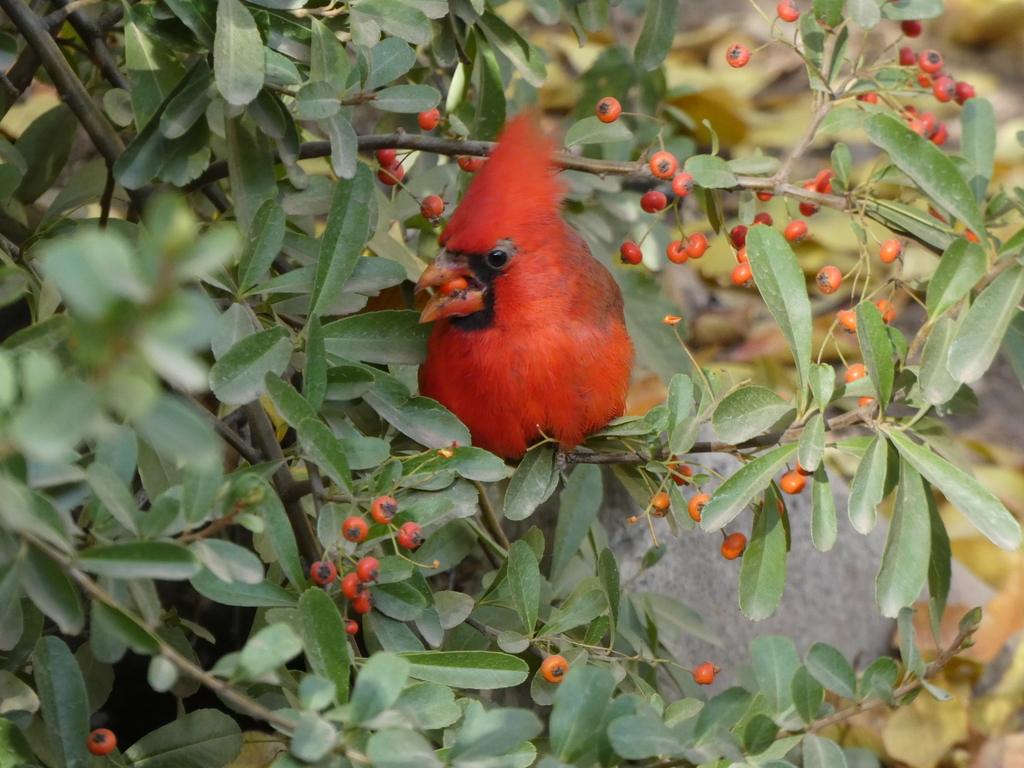 Northern Cardinal from Pinal County, AZ, USA on November 26, 2024 at 10 ...
