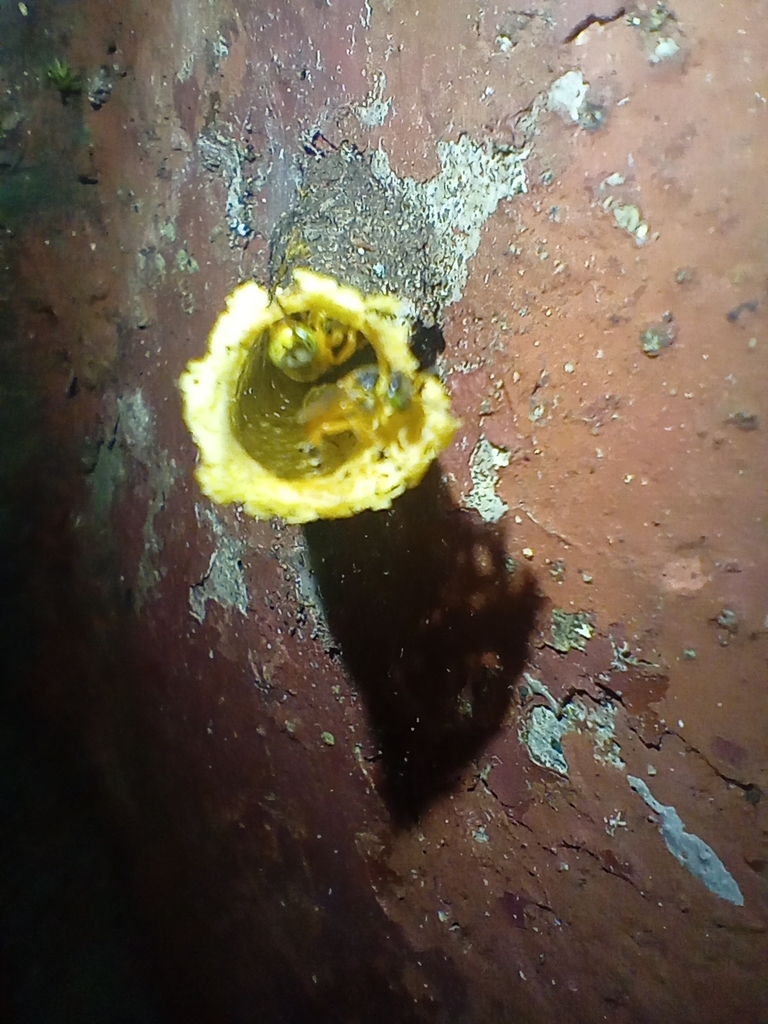Narrow Stingless Bee from 9653+2P2, Puerto Pilón, Provincia de Colón ...