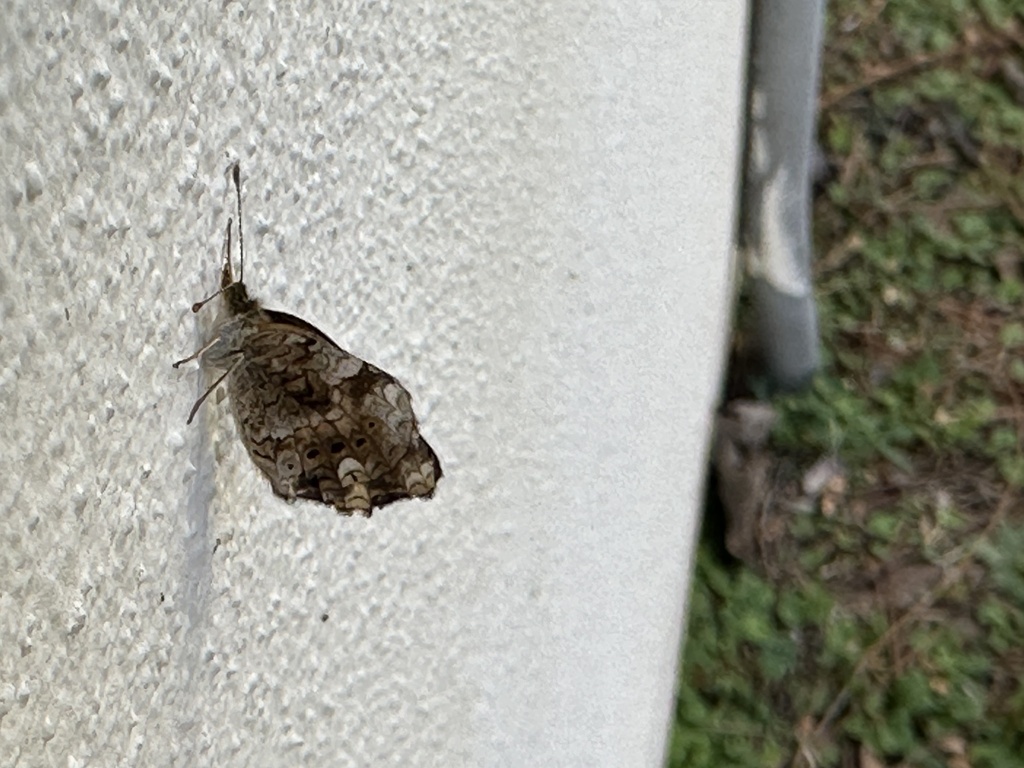 Phaon Crescent from Reid St, Palatka, FL, US on November 25, 2024 at 11 ...
