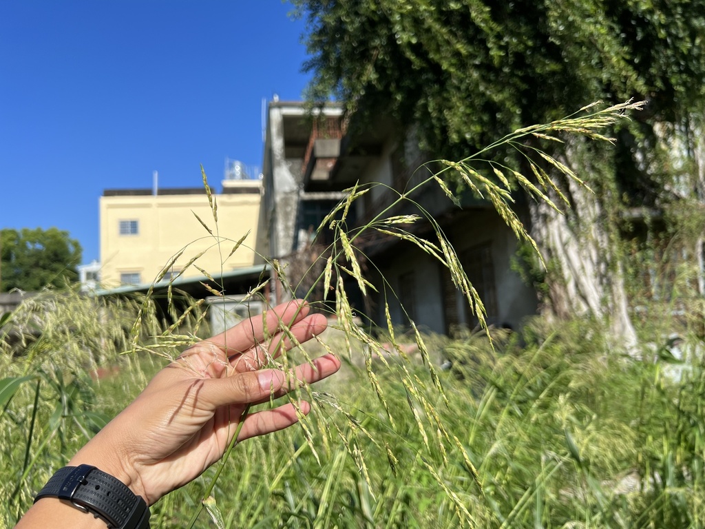Wild Sorghum from 臺灣島, 橋頭區, 高雄市, TW on November 26, 2024 at 01:40 PM by ...