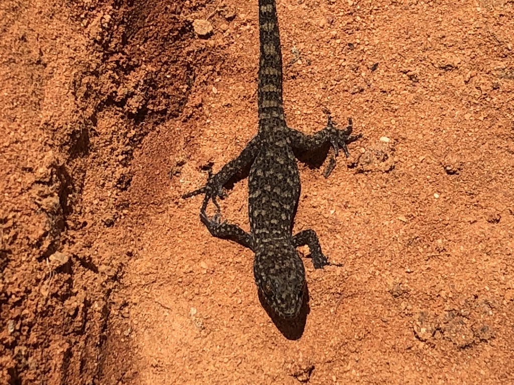 Common Prickly Gecko from Lambert Swamp, Merbein West, VIC, AU on ...