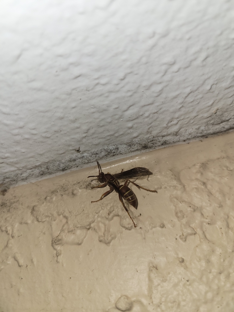 Southern Paper Wasp from Brevard County, US-FL, US on November 27, 2024 ...