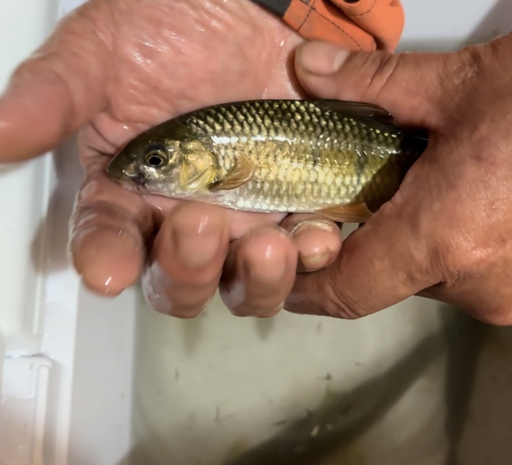 Taiwan Torrent Carp from 臺灣島, 鹿谷鄉, 南投縣, TW on November 27, 2024 at 06: ...