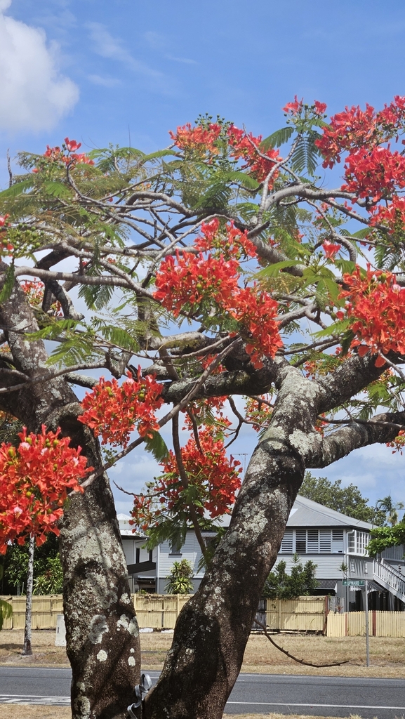 Flamboyant from Parramatta Park QLD 4870, Australia on November 14 ...