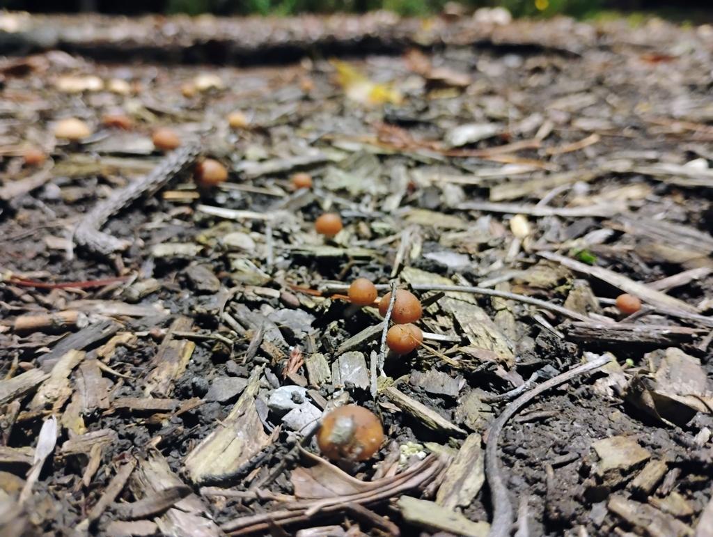 Psilocybe allenii from Civic Center, Mountain View, CA 94041, USA on ...