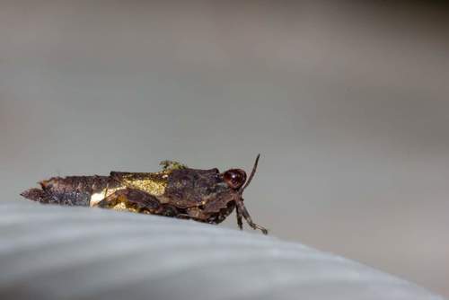 Storozhenkoium nymphula · iNaturalist