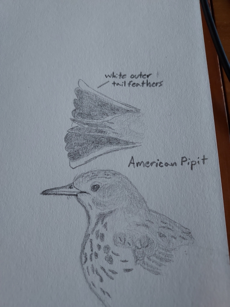 American Pipit from Hillsborough, NC 27278, USA on November 25, 2023 at ...