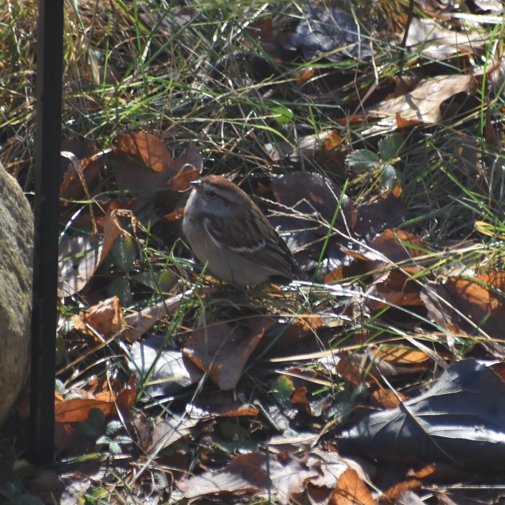 American Tree Sparrow from Fitzwilliam, NH 03447, USA on November 27 ...