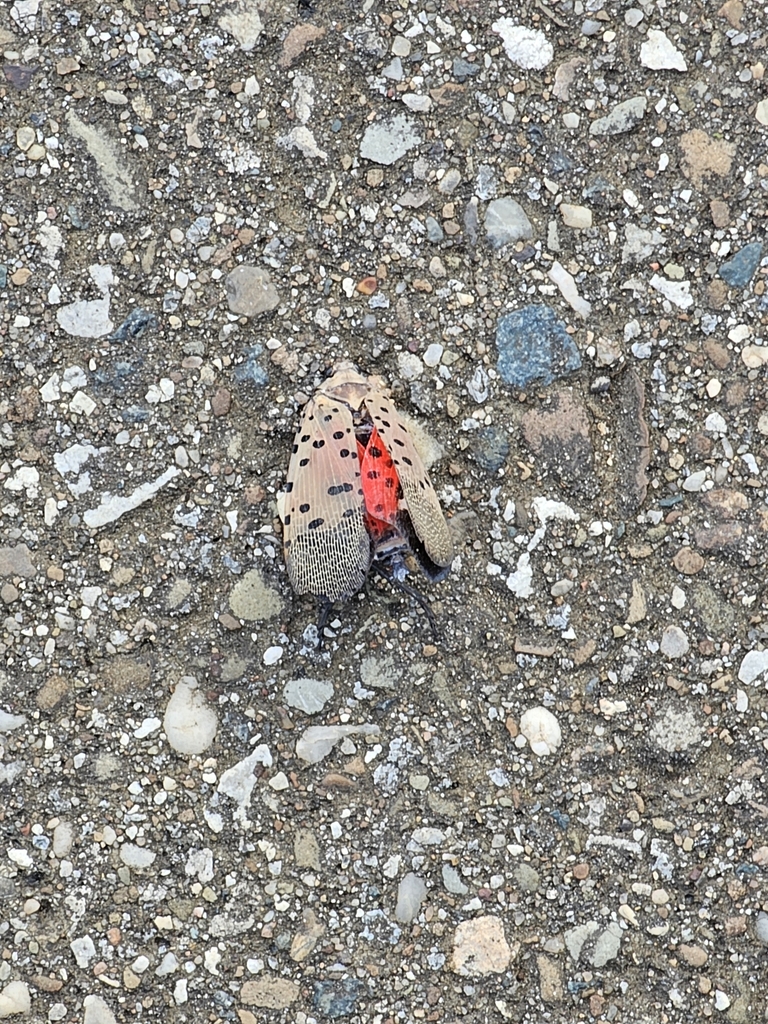 Spotted Lanternfly from Streetsboro, OH 44241, USA on November 27, 2024 ...