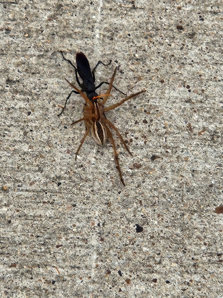 Eastern Tawny-horned Spider Wasp from Plano, TX 75074, USA on November ...