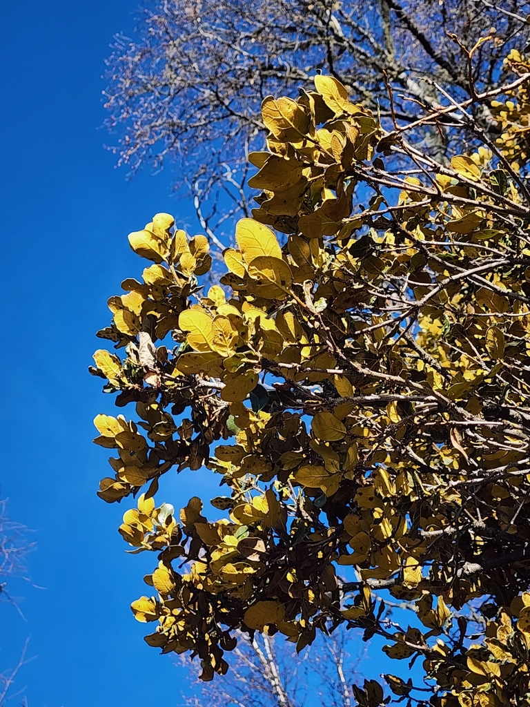 plants from 中國麗江市 邮政编码: 674101 on November 26, 2024 at 05:52 AM by ...