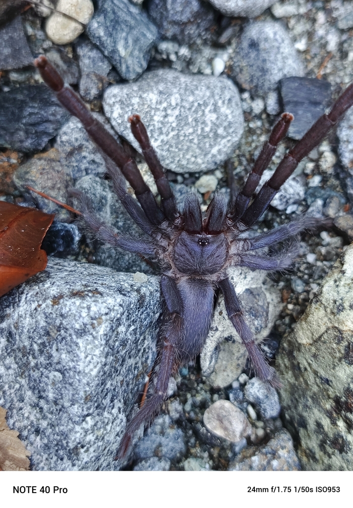 Asia-Pacific Tarantulas from 68JJ+C88, Narra, Palawan, Philippines on ...