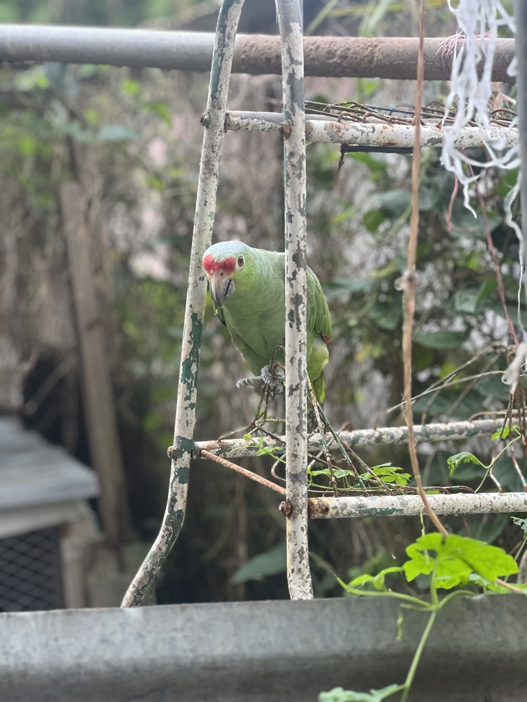 Red-lored Amazon from Changuinola, PA-BC, PA on November 8, 2024 at 02: ...