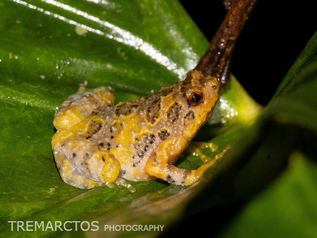 Bornean Tree Hole Frog from DVFC on December 30, 2023 at 11:00 AM by ...