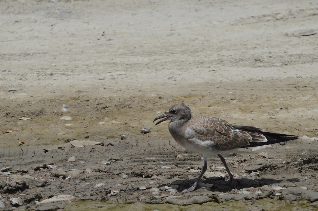 Laughing Gull from Cameron Parish, LA, USA on July 31, 2024 at 12:37 PM ...