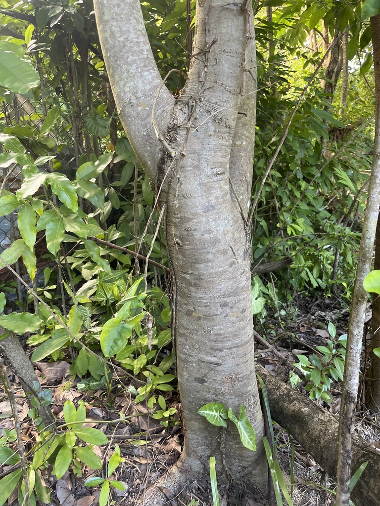 Water Mampoo in November 2024 by Natalia S. Hernández · iNaturalist