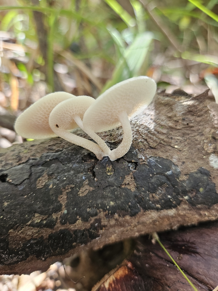 Filoboletus from online only, Tewantin QLD 4565, Australia on November ...