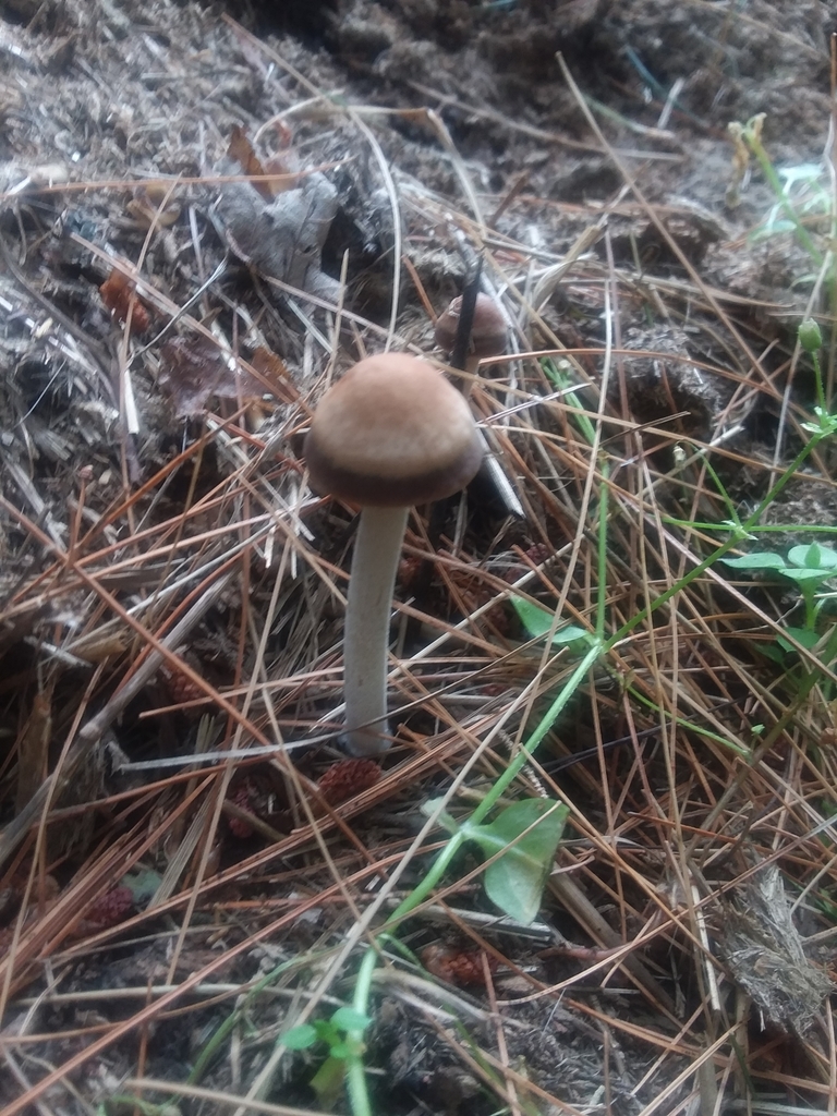 Banded Mottlegill from New Ipswich, NH 03071, USA on July 18, 2019 at ...