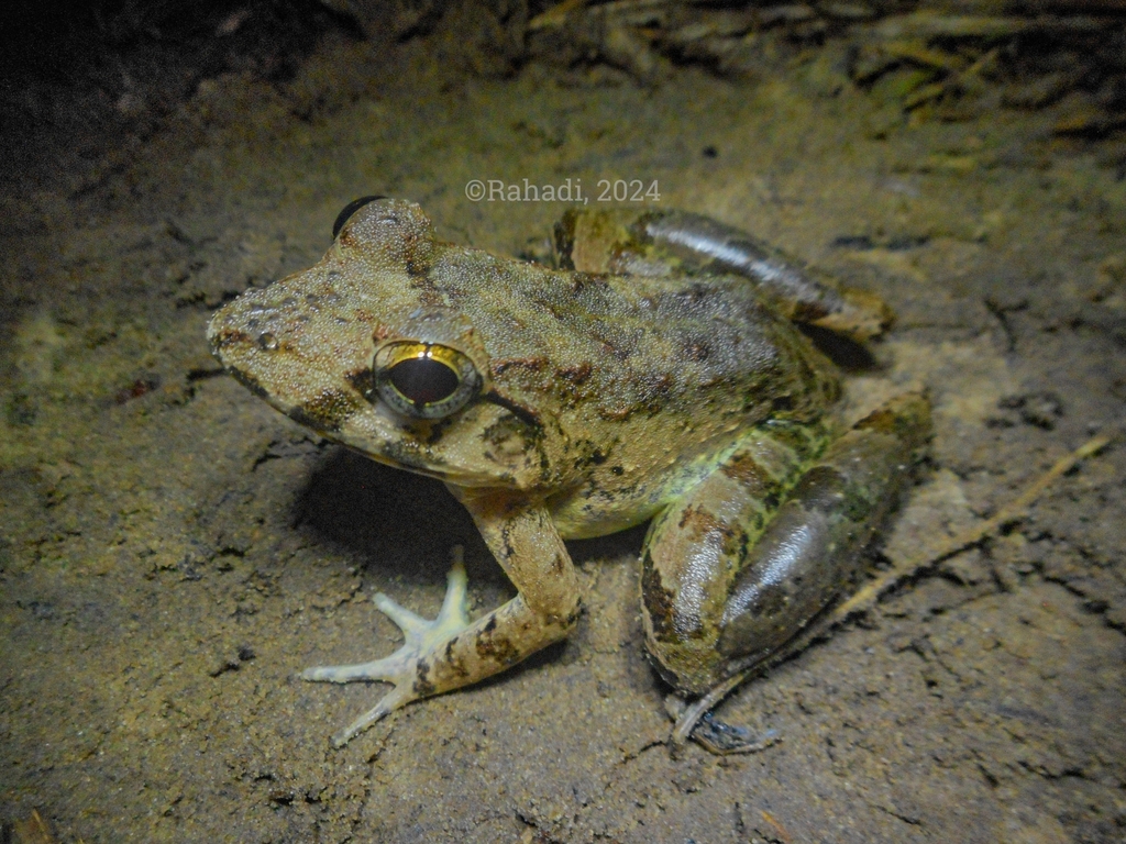 Fanged River Frog from Jambi on November 24, 2024 at 02:51 PM by Apri ...