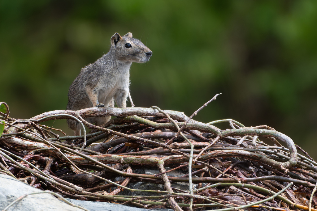 Rock Cavy from Oceano Atlântico, PE, BR on November 15, 2024 at 10:01 ...