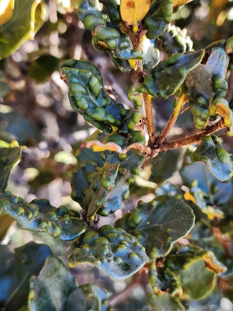 plants from 中國德欽縣香格里拉縣 邮政编码: 674400 on November 26, 2024 at 05:51 AM by ...