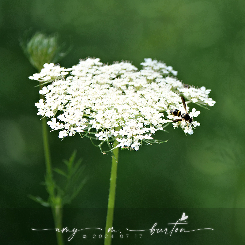 wild carrot from Lyman Woods & William F. Sherman Jr. Interpretive ...