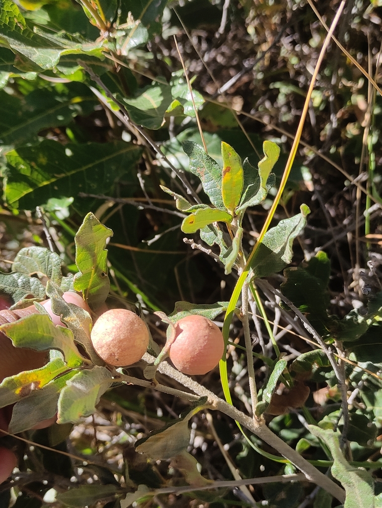 Littleleaf Oak from 50343 Méx., México on November 27, 2024 at 01:17 PM ...