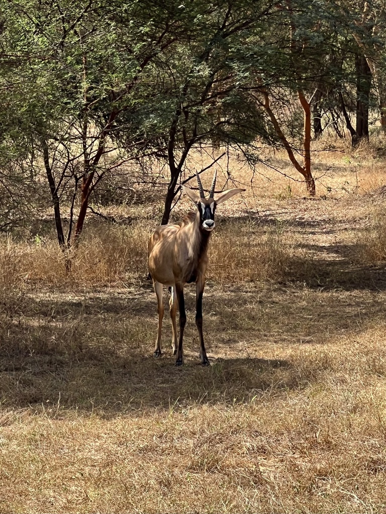 Western Roan Antelope from Réserve de Bandia, Mbour, SN on November 23 ...