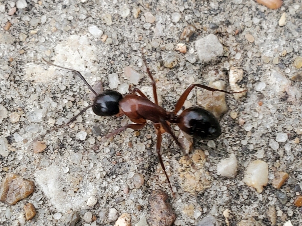 Texas Carpenter Ant from Weatherford on November 28, 2024 at 03:22 PM ...
