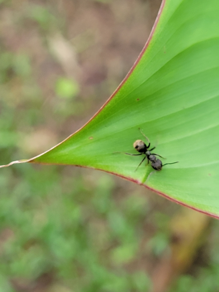 Dolichoderus bispinosus from La Vega, CO-CU, CO on November 28, 2024 at ...