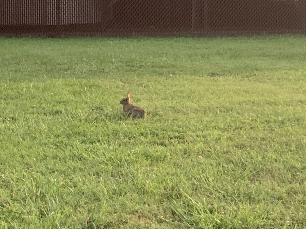 Eastern Cottontail from 721 Holstein Ave, Salem, VA, US on July 18 ...