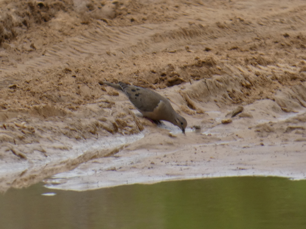 Eared Dove from Lomas de Arena Regional Park, Santa Cruz de la Sierra ...