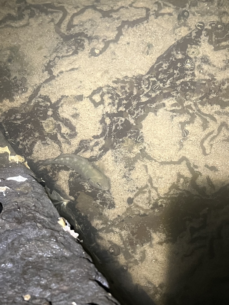 Rock Blackfish from Wollongong - Inner, AU-NS, AU on November 28, 2024 ...