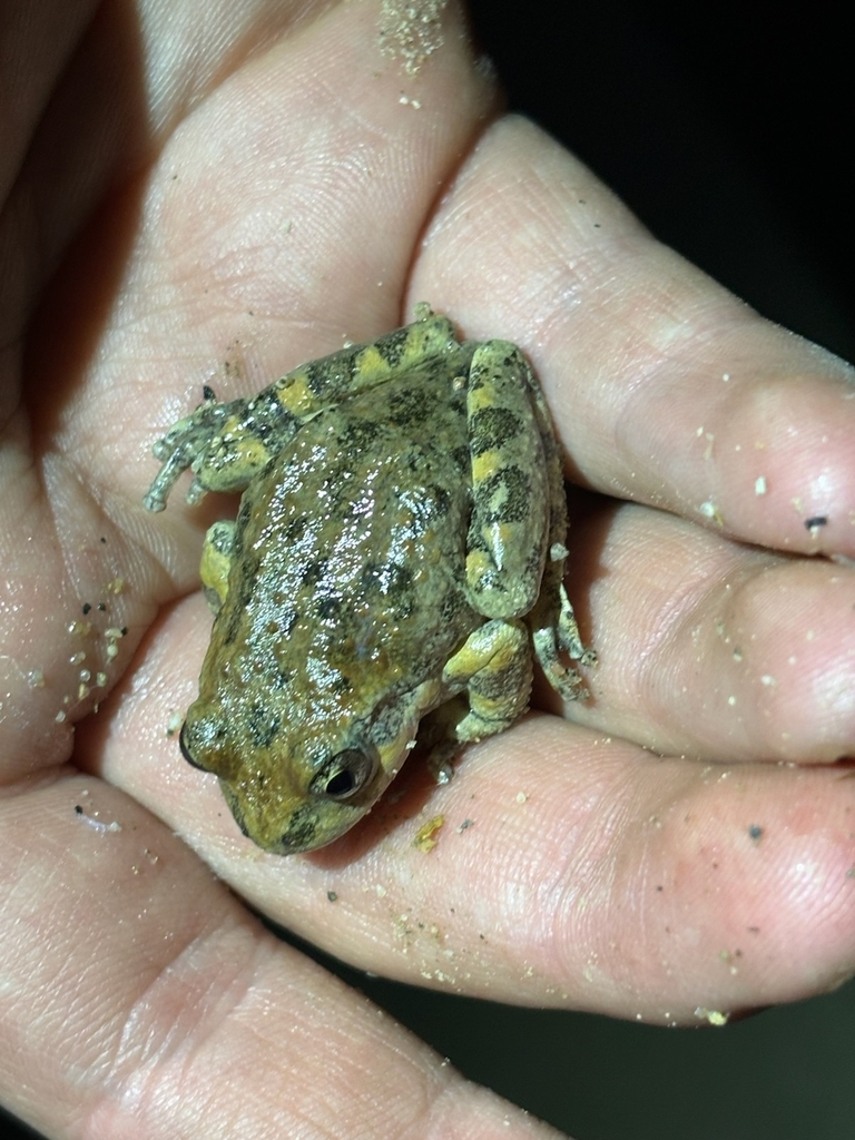 California Tree Frog from Ranchita, CA 92066, USA on November 27, 2024 ...