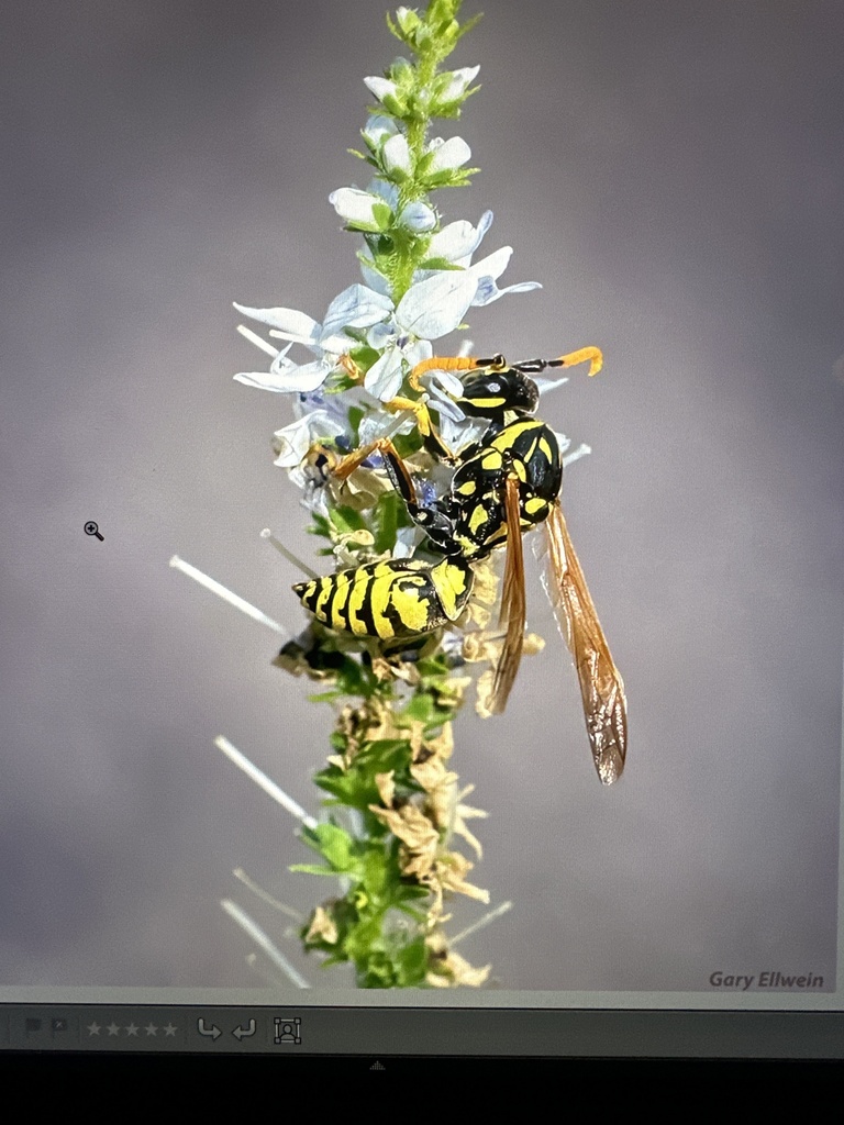 European Paper Wasp from E Cottonwood Dr, Jackson, WY, US on November 28, 2024 at 08:56 PM by ...
